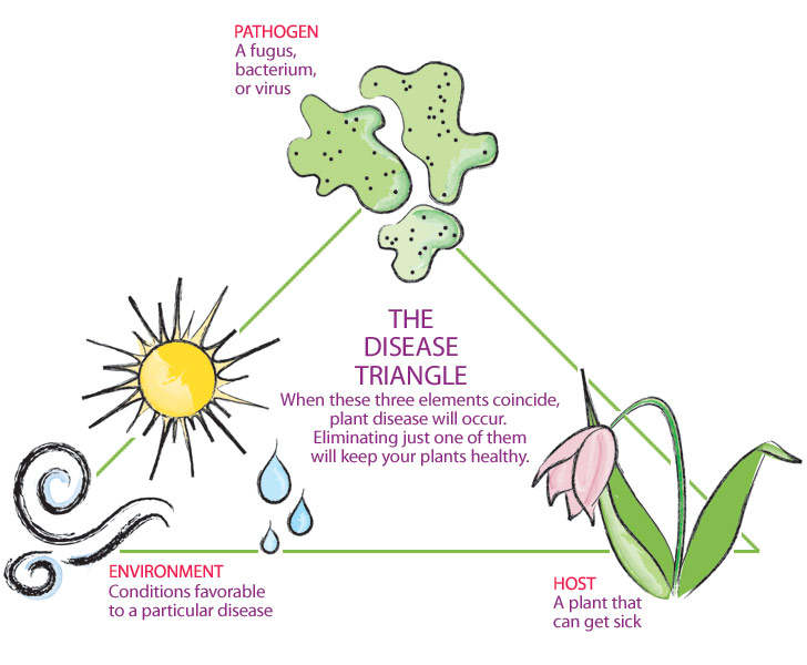 a brief introduction to plant diseases – ECOSYSTEMS UNITED