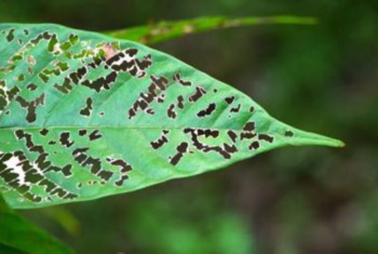 the most common plant defects and their causes - Ecosystems United