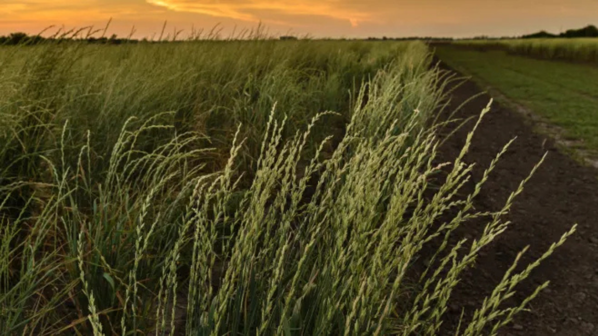 How Perennial Grain Systems Are Transforming Agriculture - Ecosystems ...