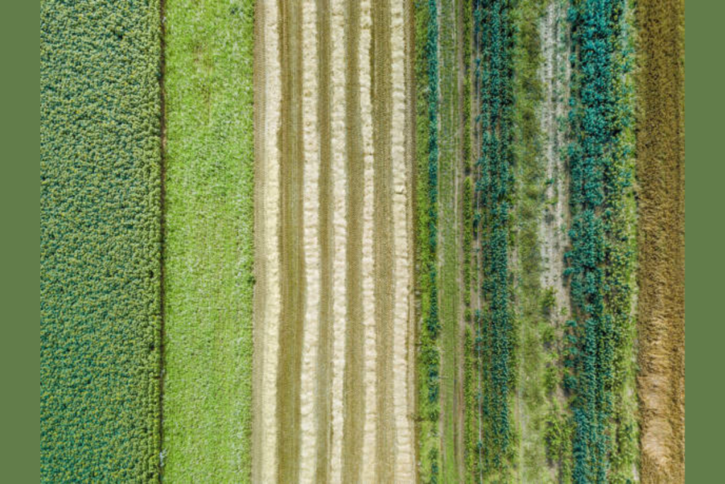 Intercropping vs Polyculture: How Multi-Crop Systems Boost Farm ...