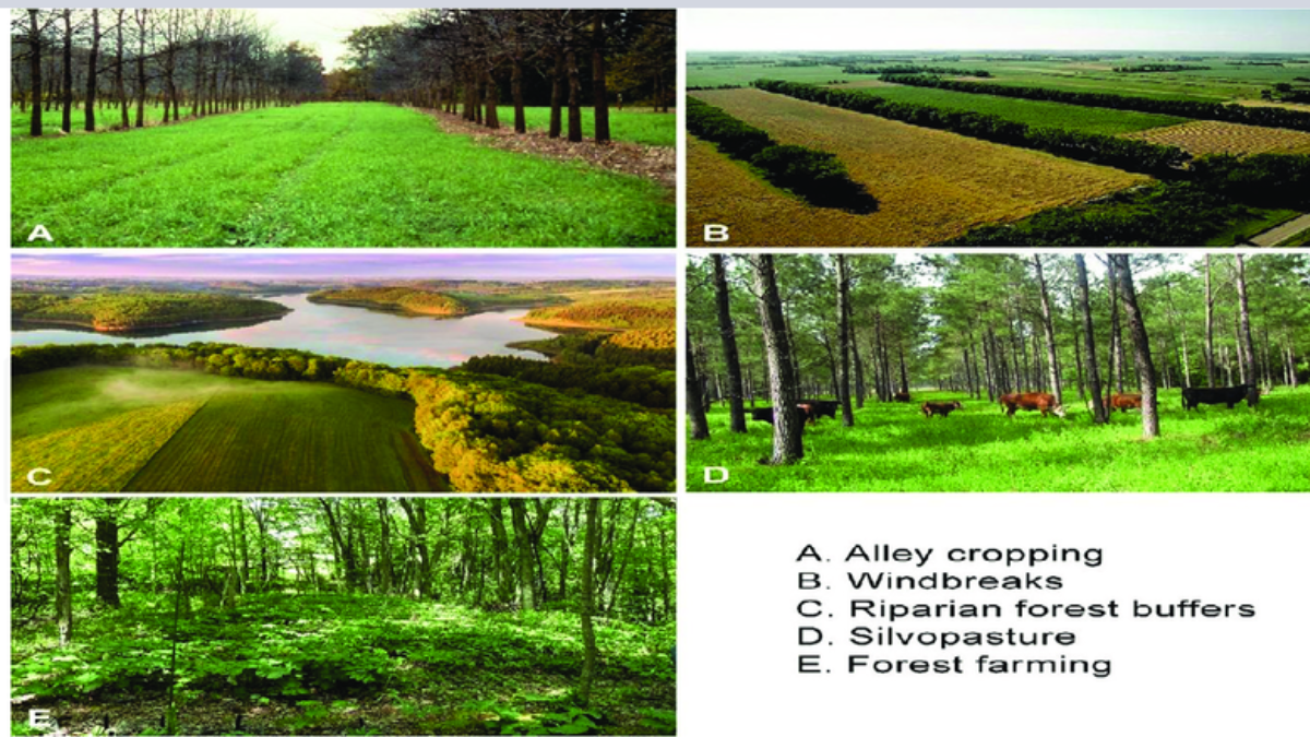 Intercropping vs Polyculture: How Multi-Crop Systems Boost Farm ...